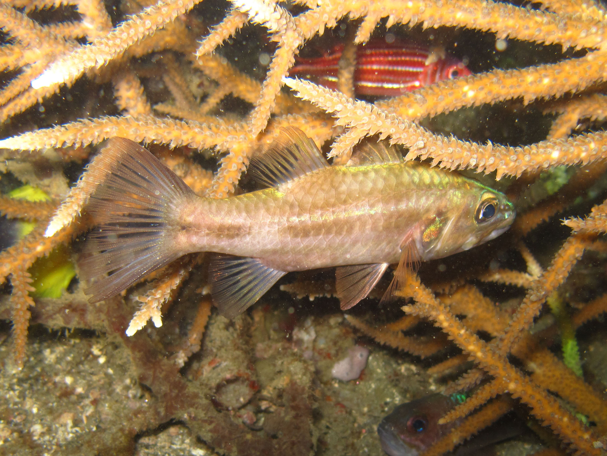 Cheilodipterus singapurensis Bleeker, 1860