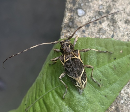 Oreodera goudotii · iNaturalist