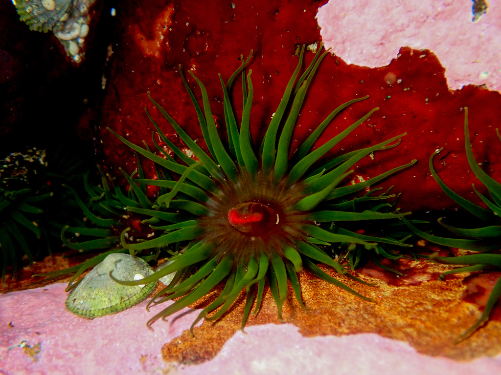 Green snakelock anemone from Broken Head, NSW, Australia on August 06 ...