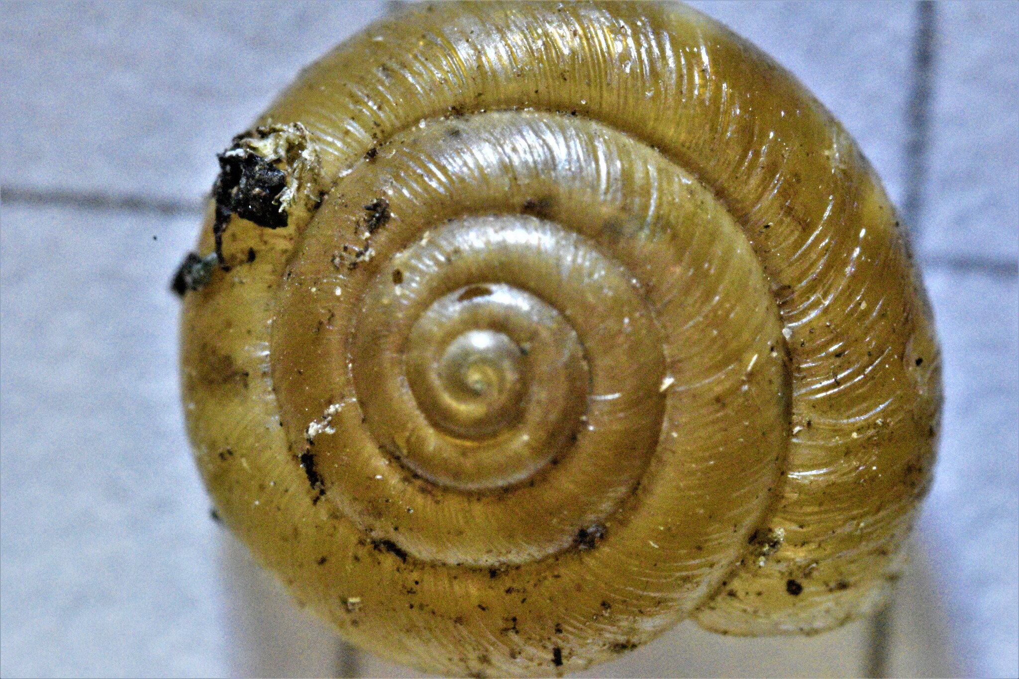 Trochulus hispidus (Linnaeus, 1758)