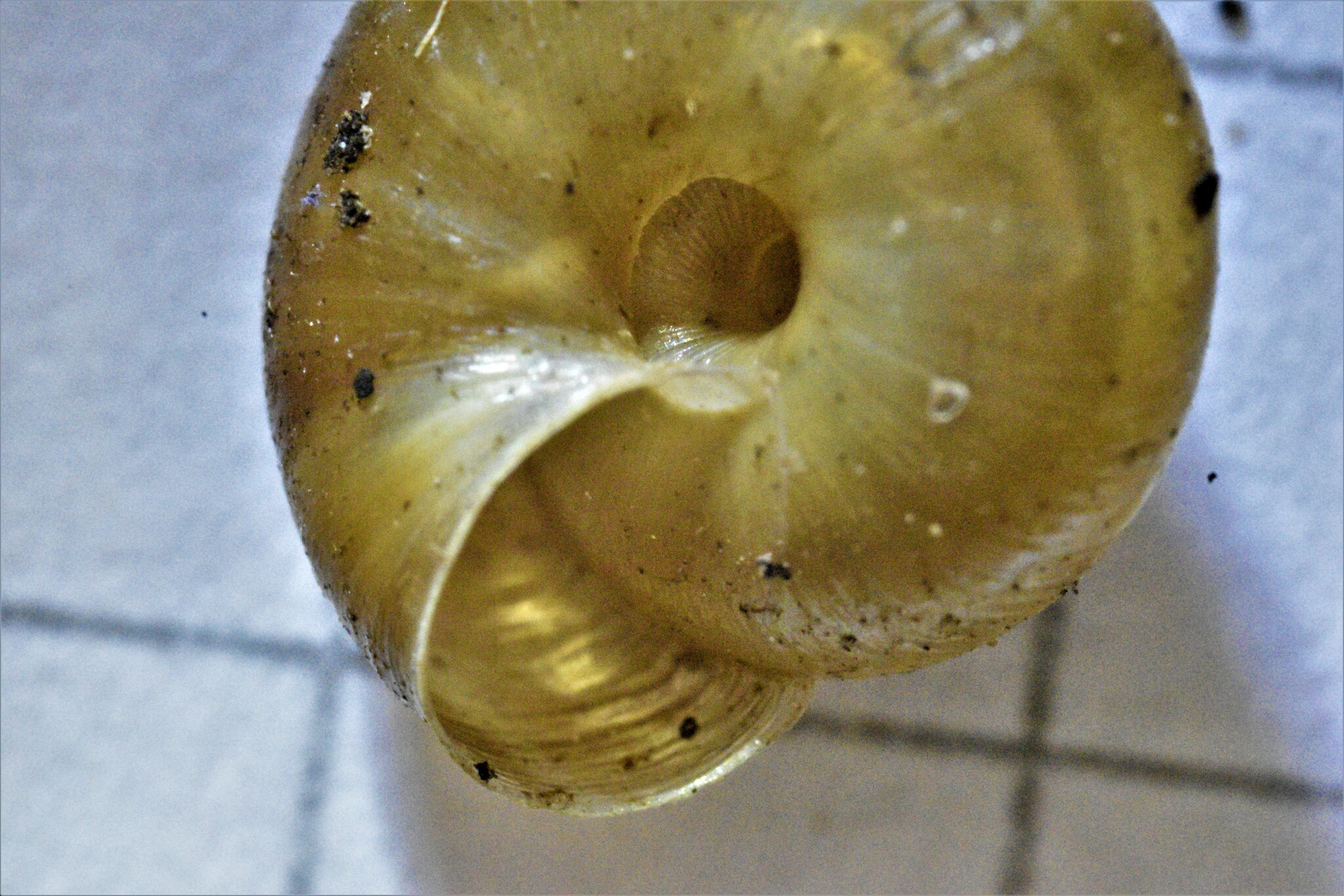 Trochulus hispidus (Linnaeus, 1758)