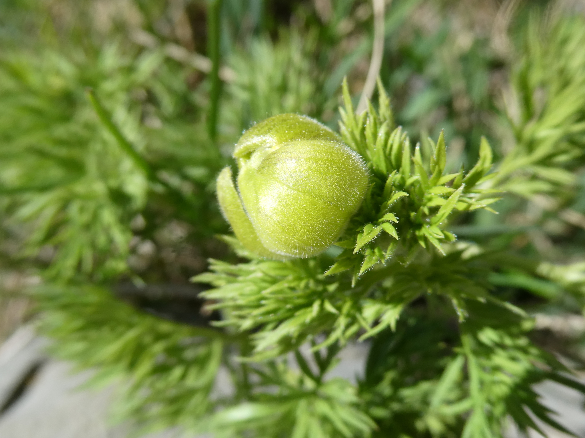 Adonis pyrenaica DC.
