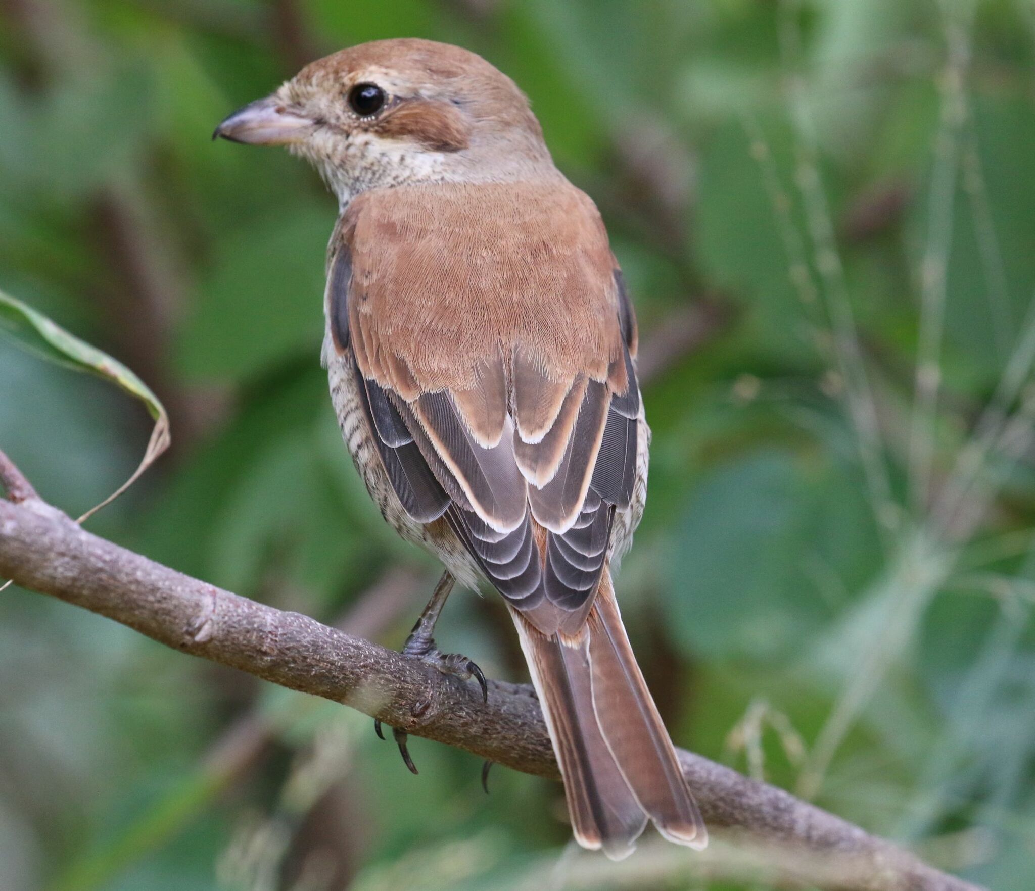 Lanius collurio Linnaeus, 1758