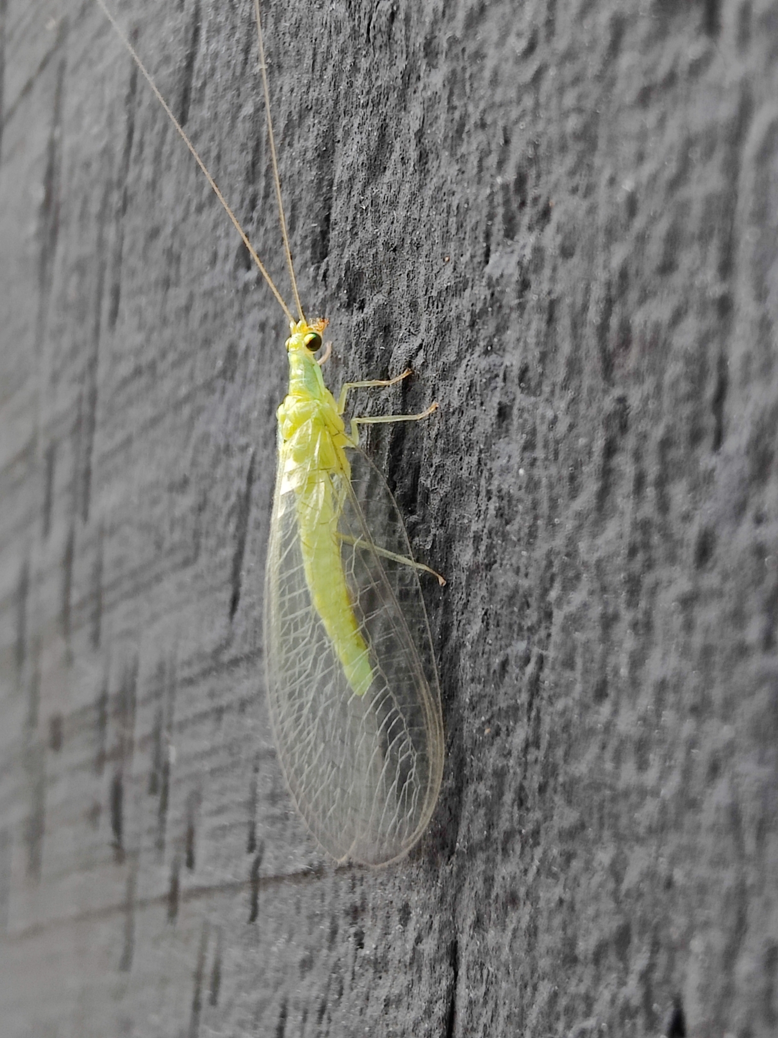 Mallada basalis (Walker, 1853)