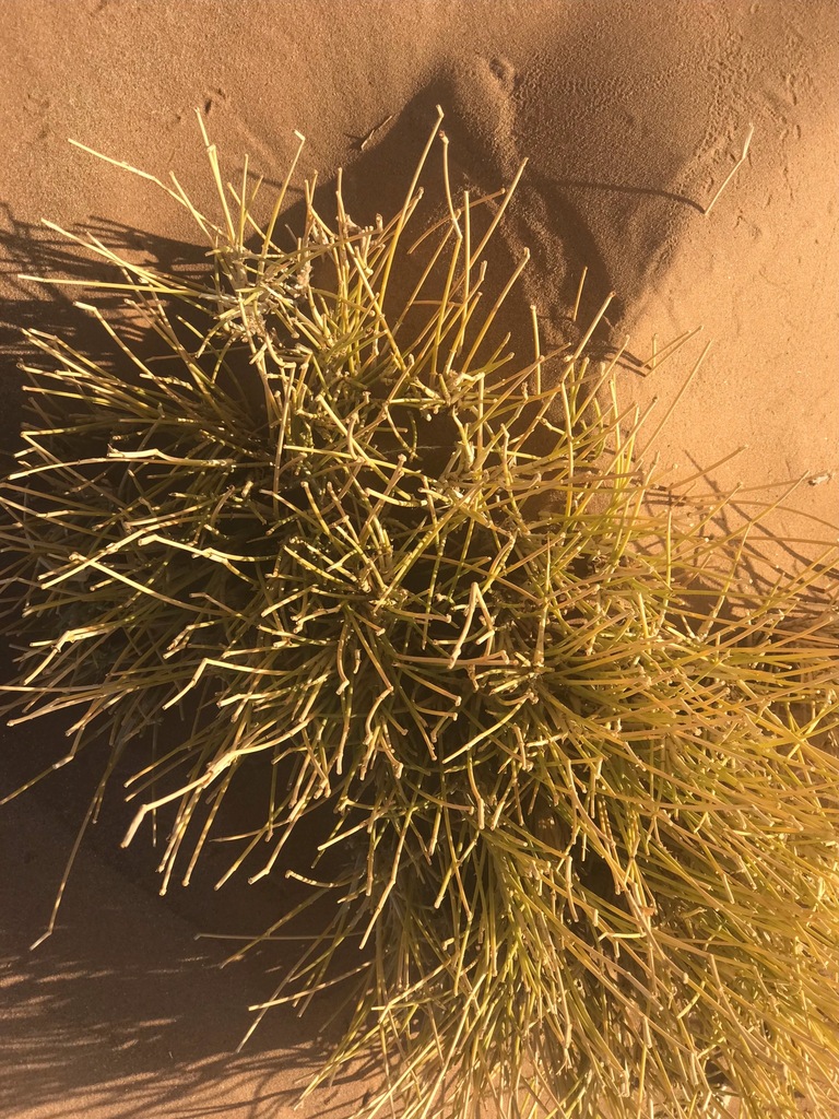Spiny Love Grass from Hardap, Namibië on December 29, 2022 at 08:02 AM ...