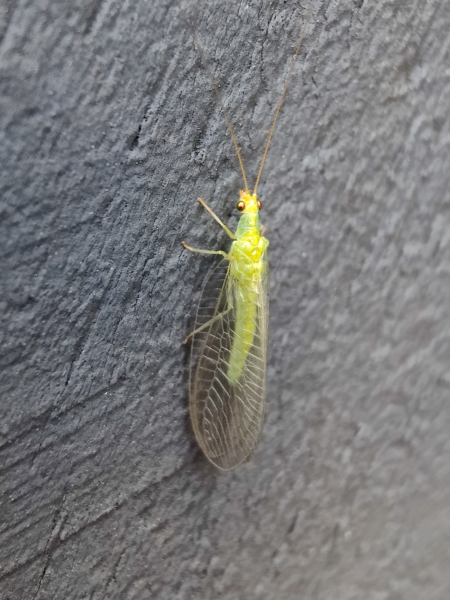 Mallada basalis (Walker, 1853)