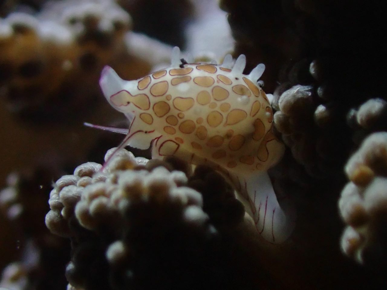 Diminovula margarita (G.B.Sowerby I, 1828)