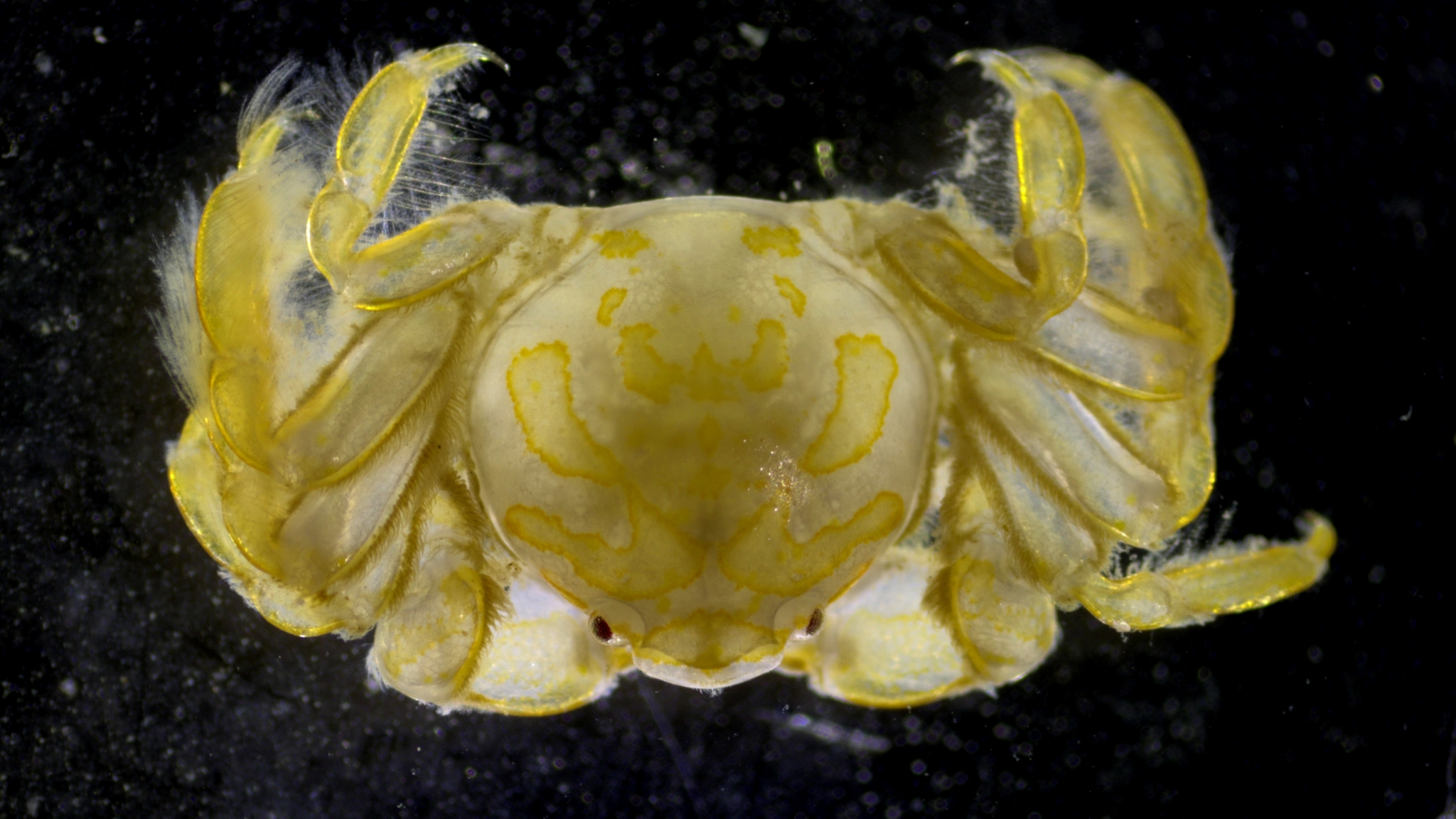 Pinnotheres pisum (Linnaeus, 1767)