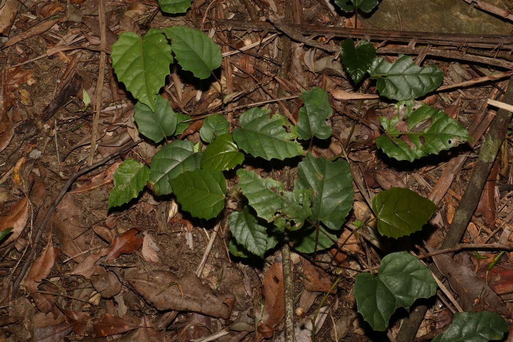 Kangaroo Vine from Karana Downs-Lake Manchester, D'Aguilar, Queensland ...