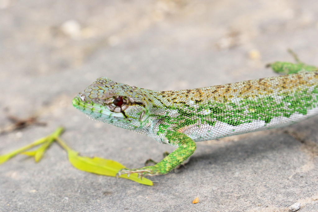 Audubon's Multicolored Lizard from Sangre Grande Regional Corporation ...
