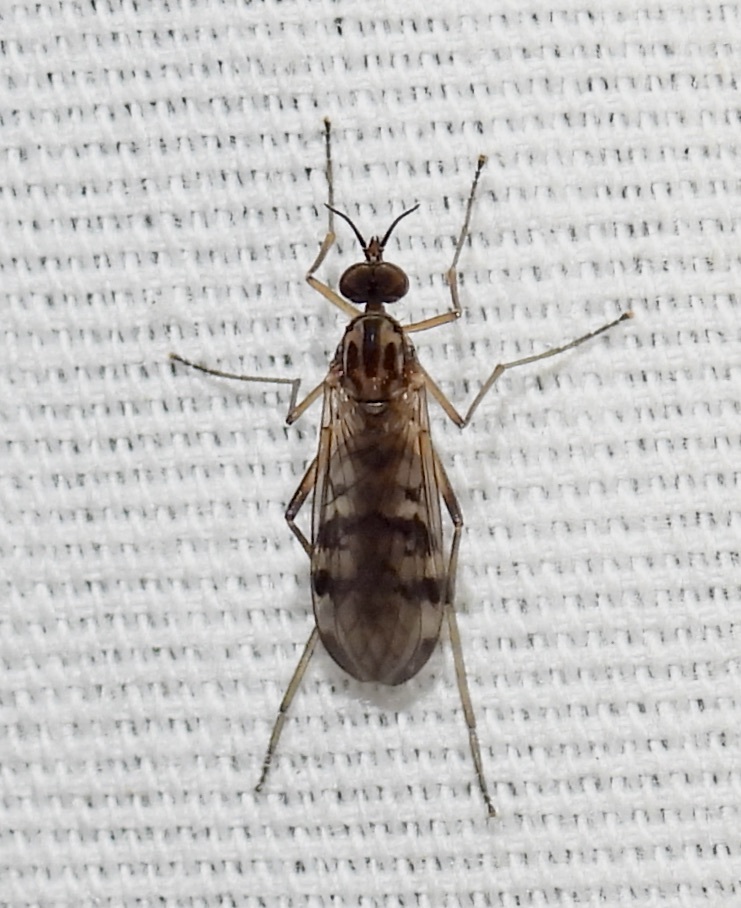 Anisopodidae