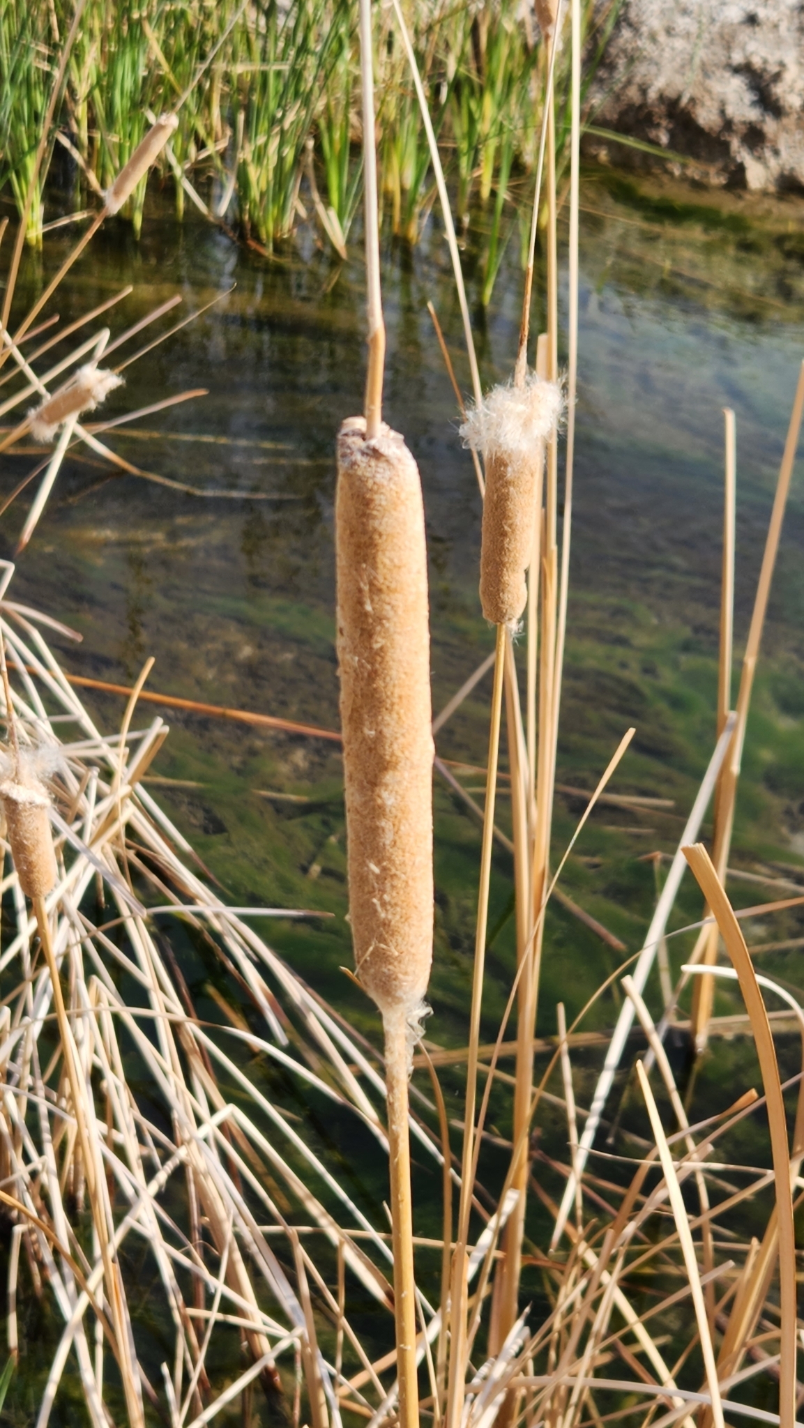 Typha domingensis Pers.
