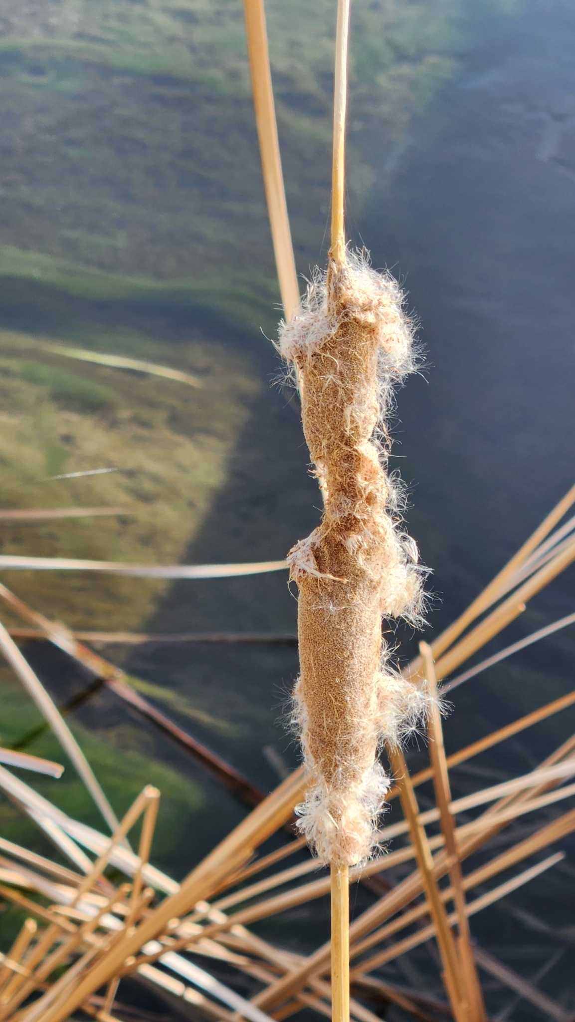 Typha domingensis Pers.