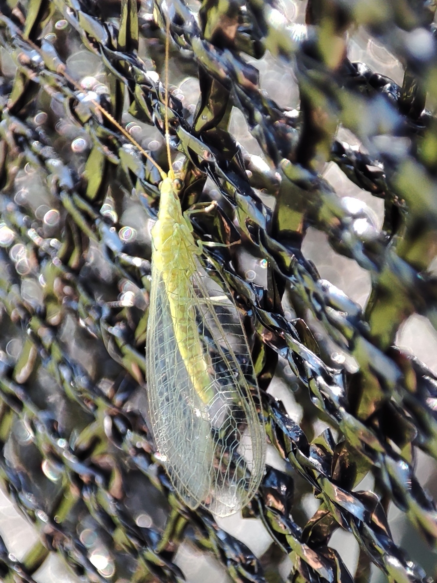 Mallada basalis (Walker, 1853)