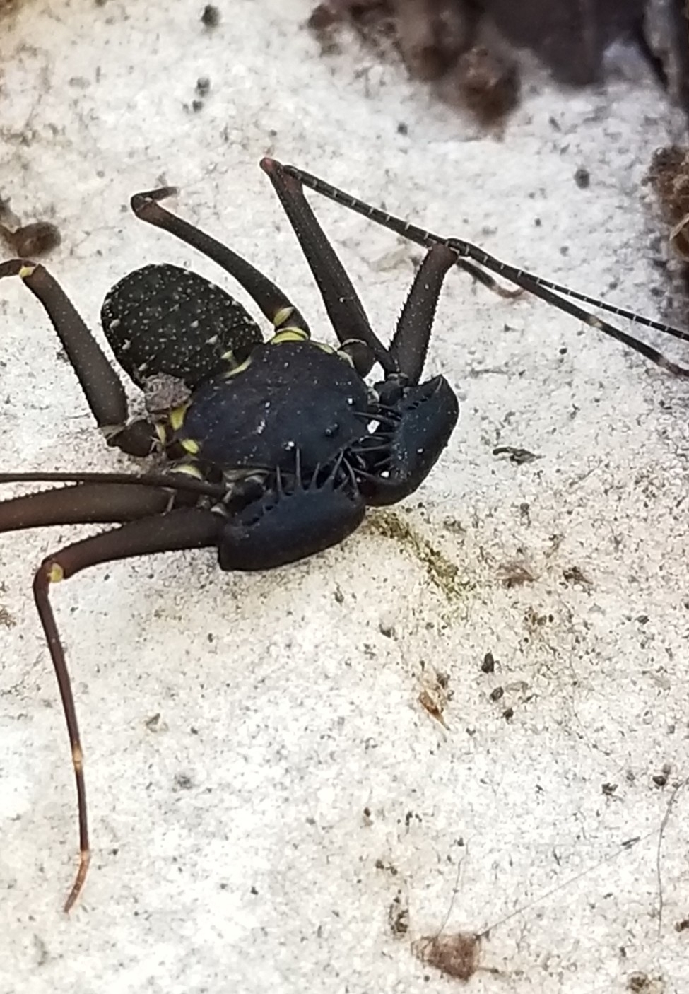 Phrynus marginemaculatus C.L.Koch, 1840