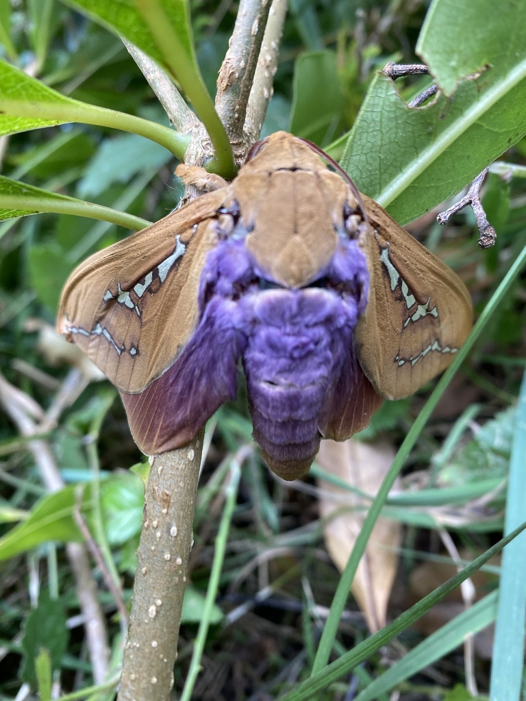 Mustard Ghost Moth from Mornington Peninsula National Park, Main Ridge ...