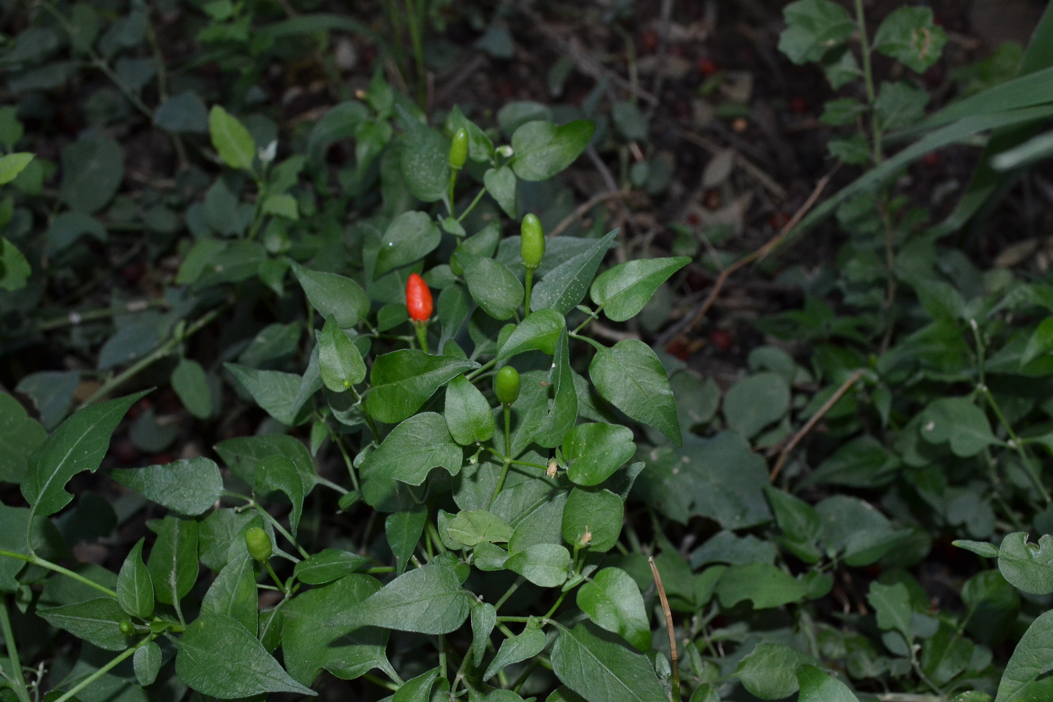 Capsicum chacoense Hunz.