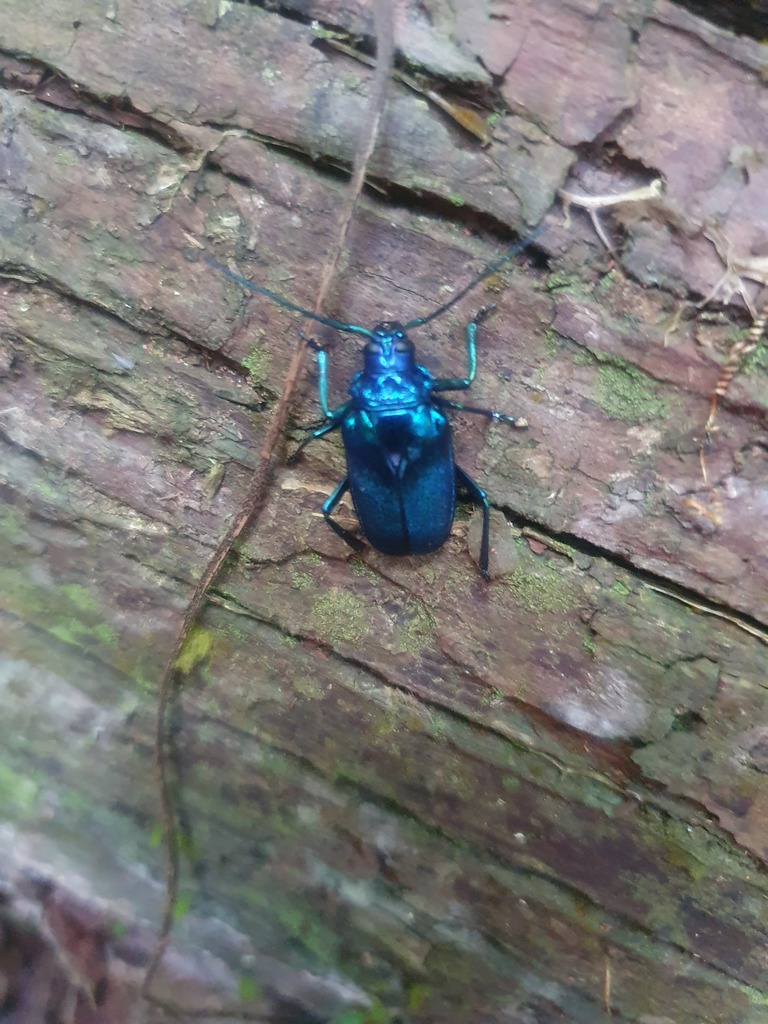 Cucujiform Beetles from San Lorenzo, Peru on November 05, 2022 at 04:12 ...