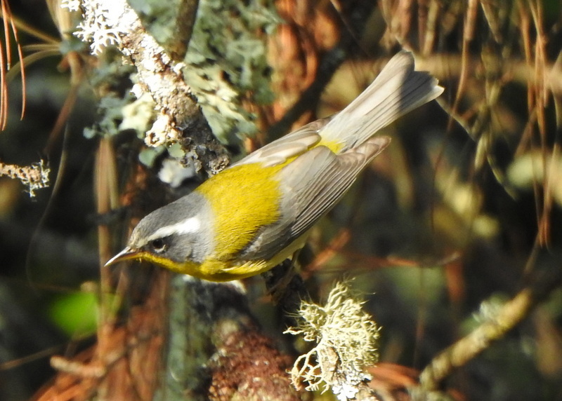 Oreothlypis superciliosa (Hartlaub, 1844)
