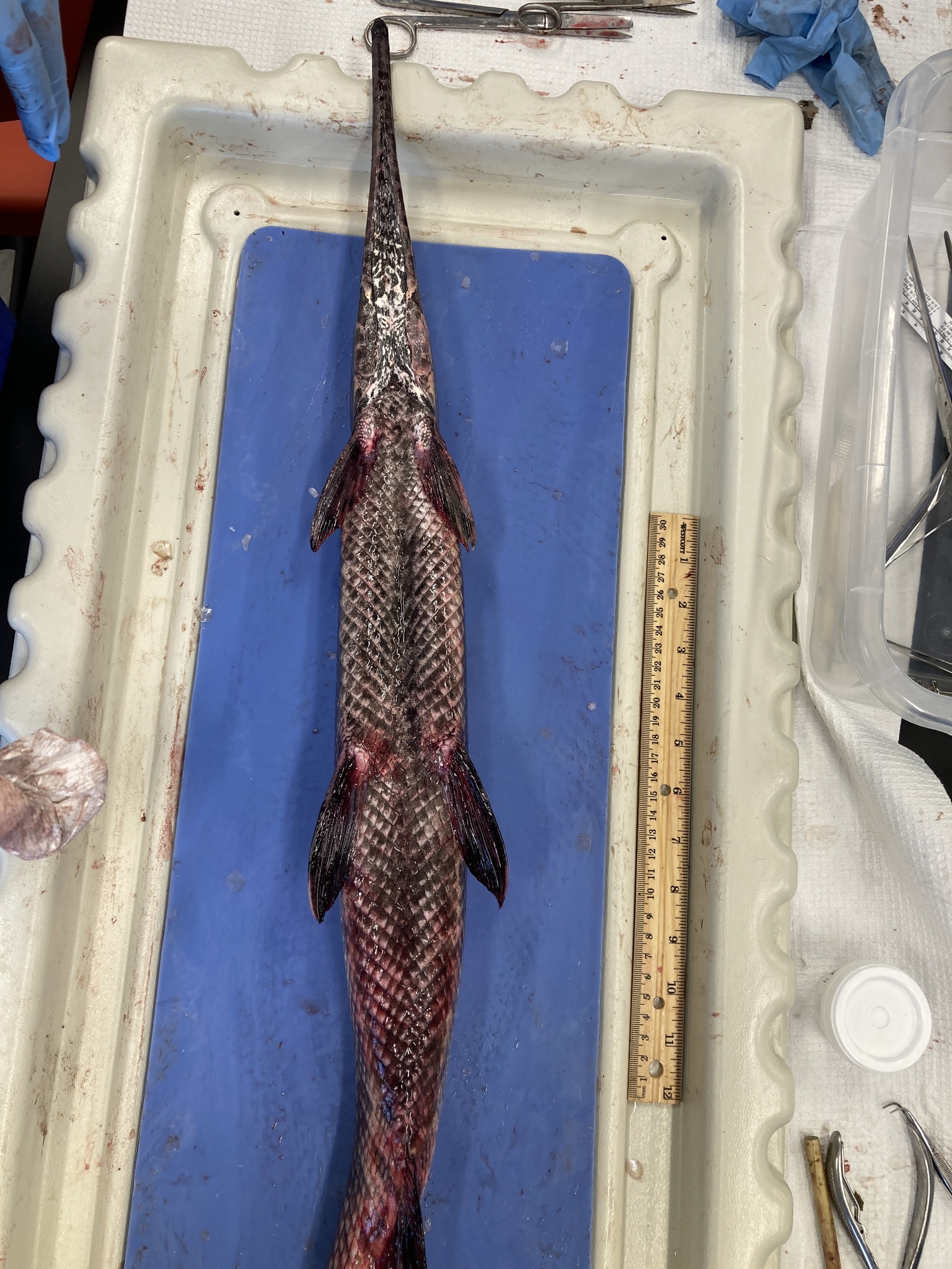 Lepisosteus osseus (Linnaeus, 1758)