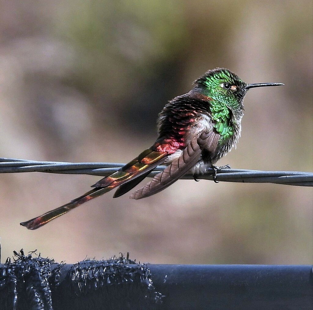 Red-tailed Comet (Sappho sparganurus) - Avian Discovery