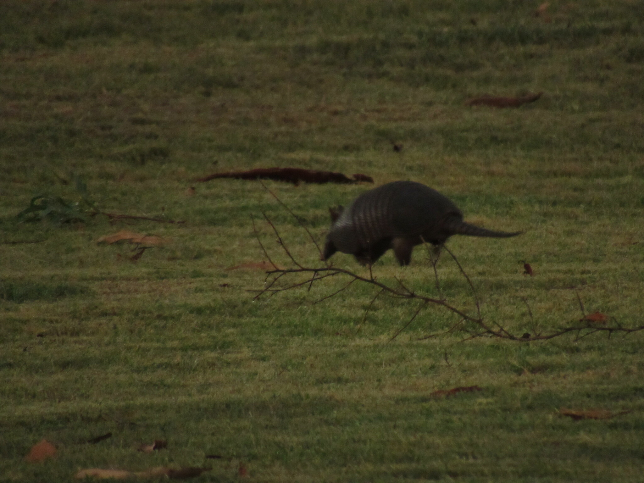 Dasypus septemcinctus Linnaeus, 1758