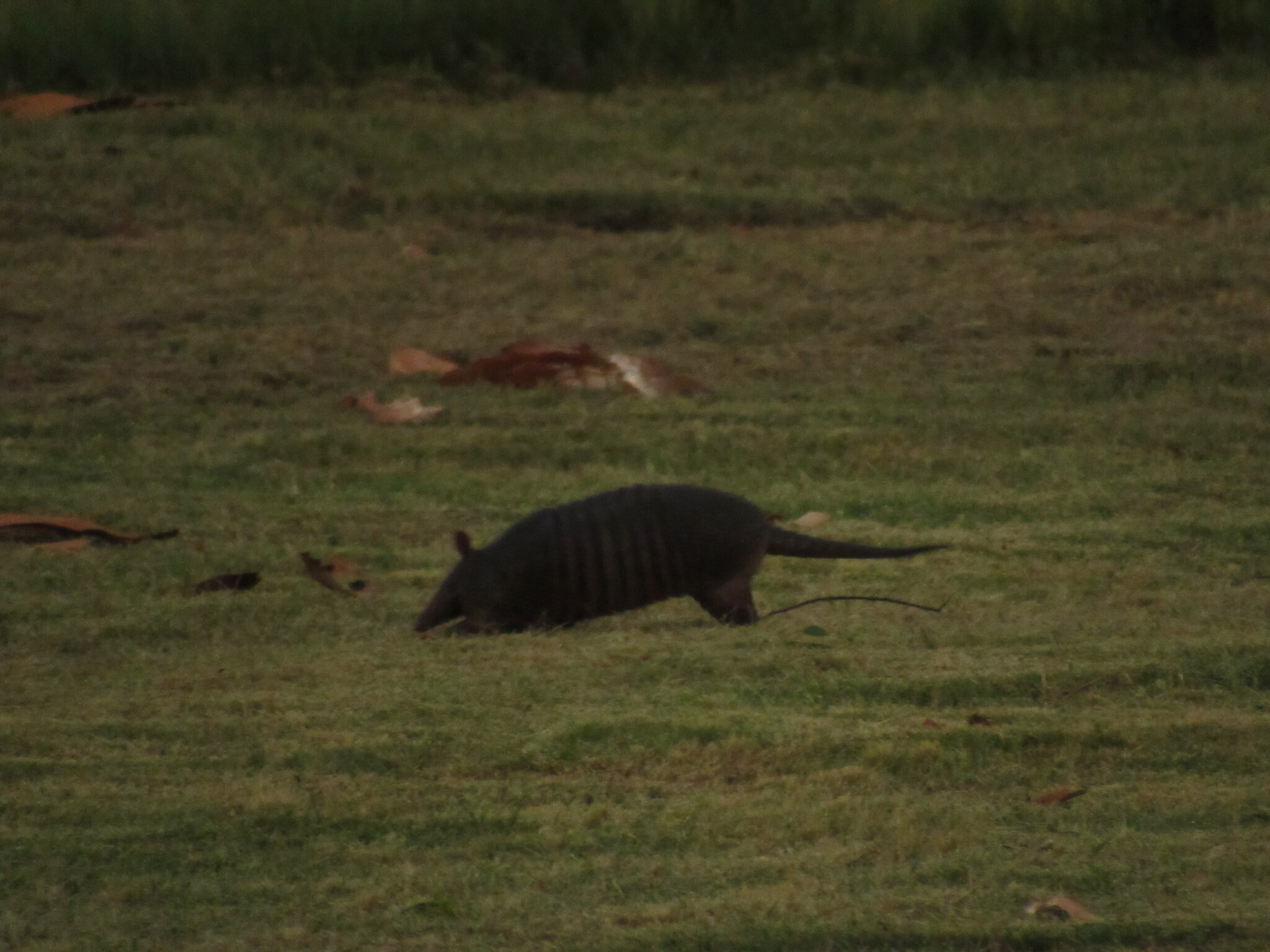 Dasypus septemcinctus Linnaeus, 1758