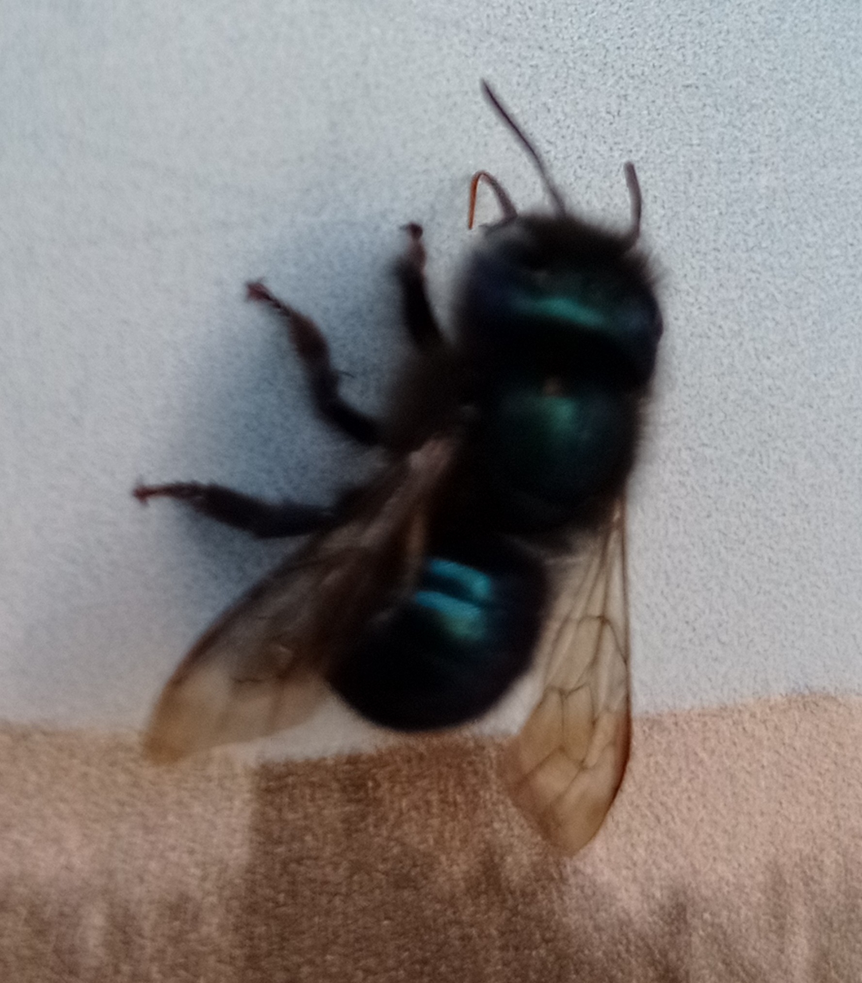 Osmia ribifloris Cockerell, 1900