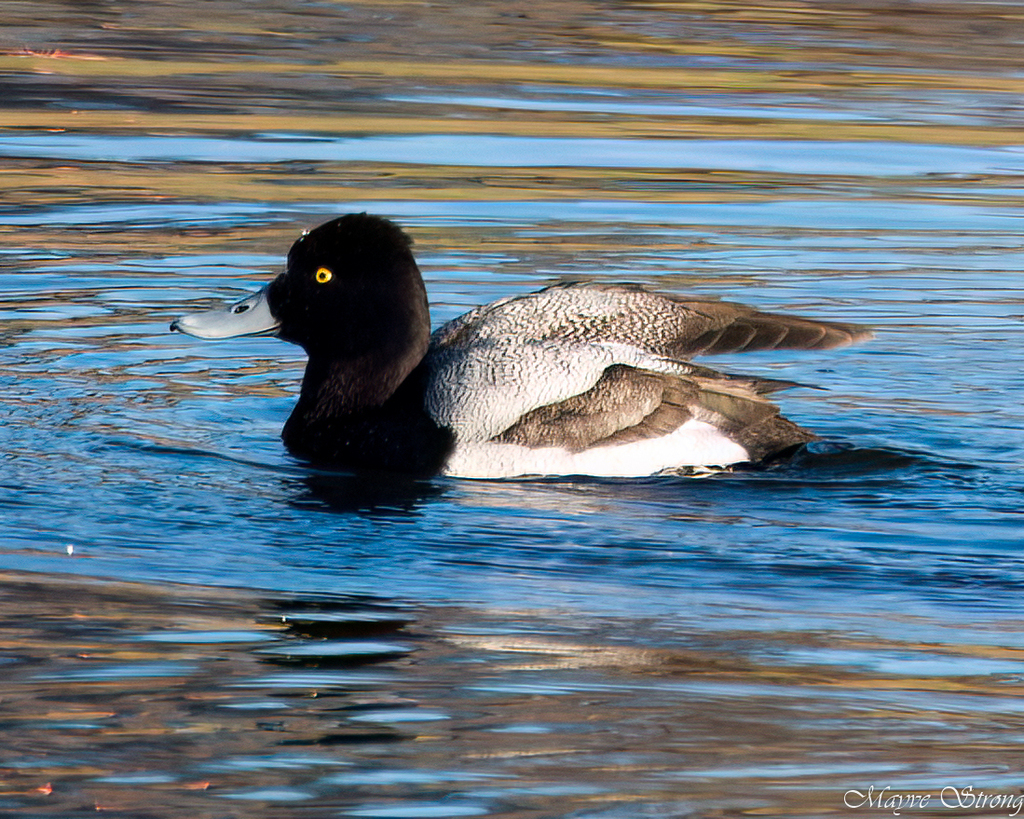 Lesser Scaup from Nob Hill, Carrollton, TX, USA on February 17, 2023 at ...