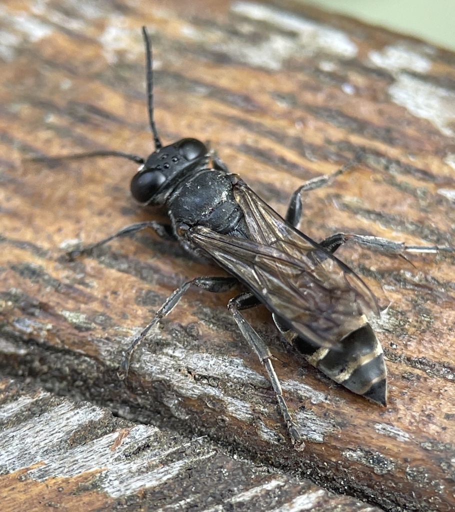 Pison from Boundary Tk E, Frankston South, VIC, AU on February 18, 2023 ...