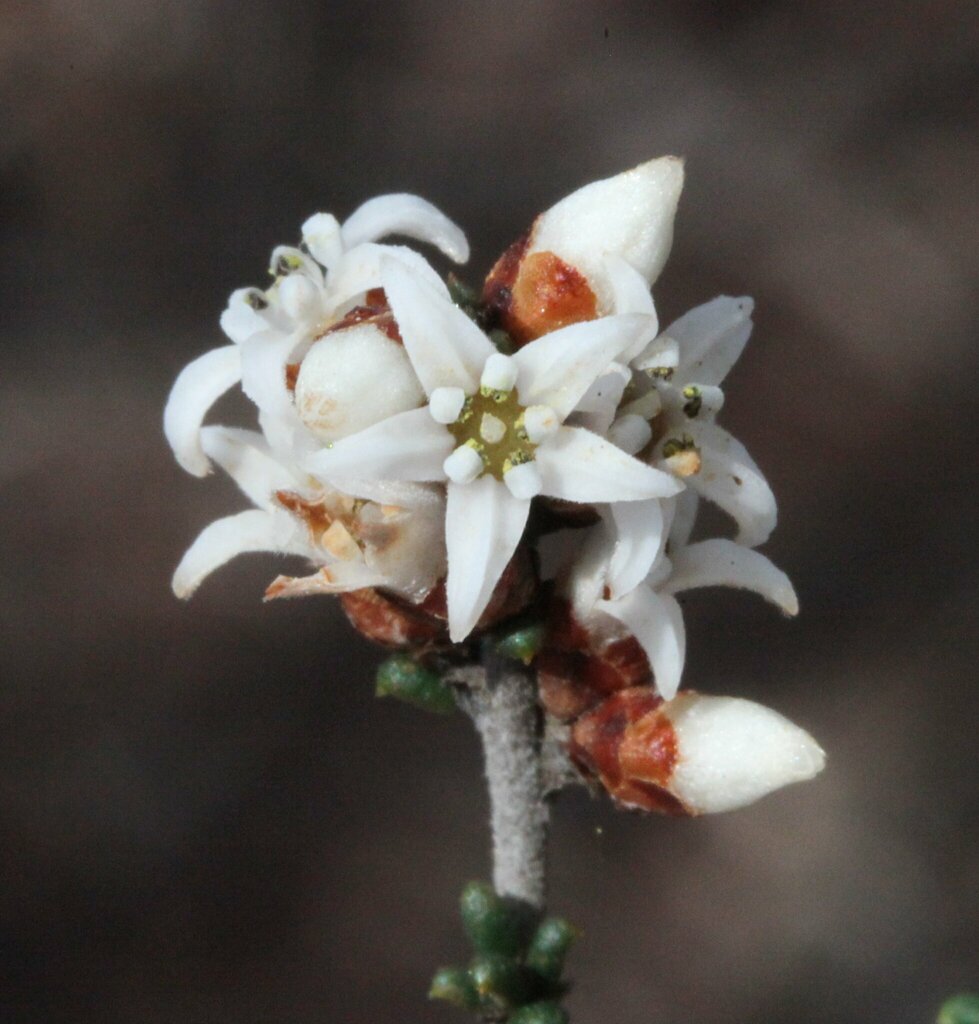 Cryptandra minutifolia minutifolia from Tarin Rock WA 6353, Australia ...