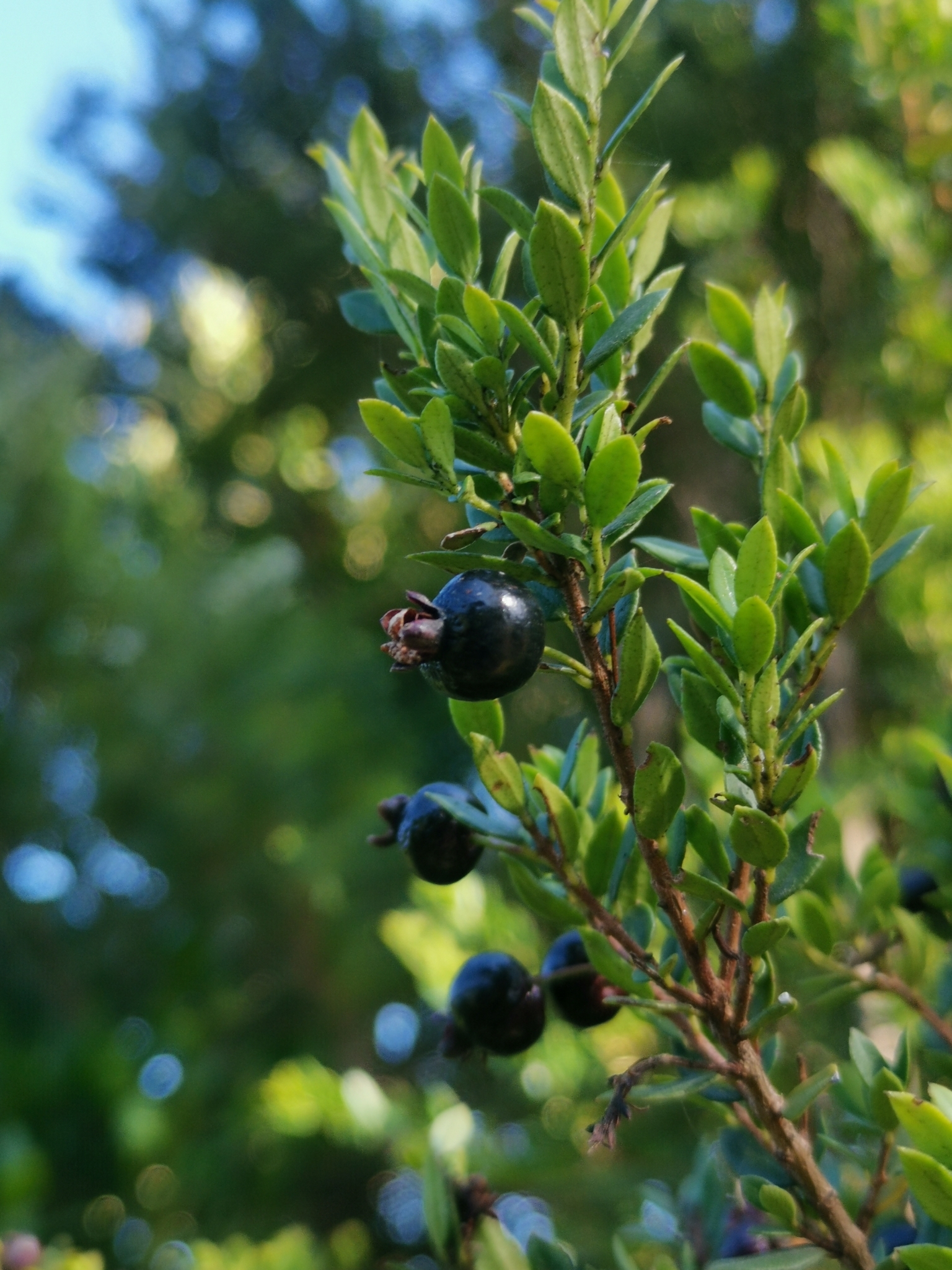 Luma chequen (Molina) A.Gray