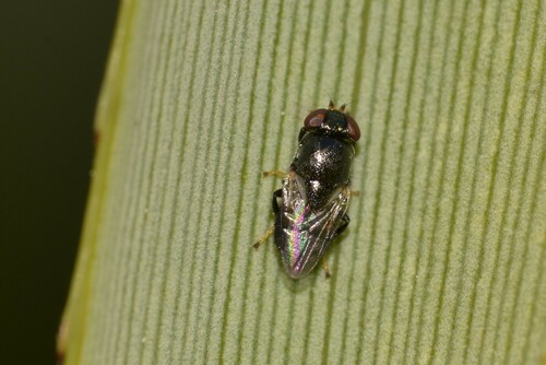 Rhodesiella punctifrons · iNaturalist Mexico