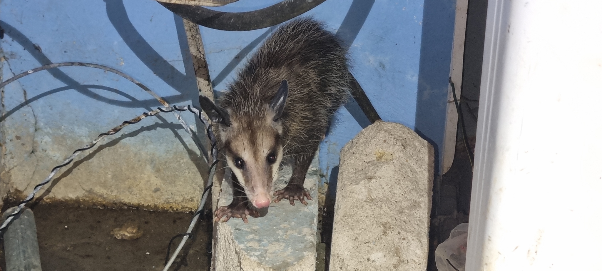 Didelphis marsupialis Linnaeus, 1758