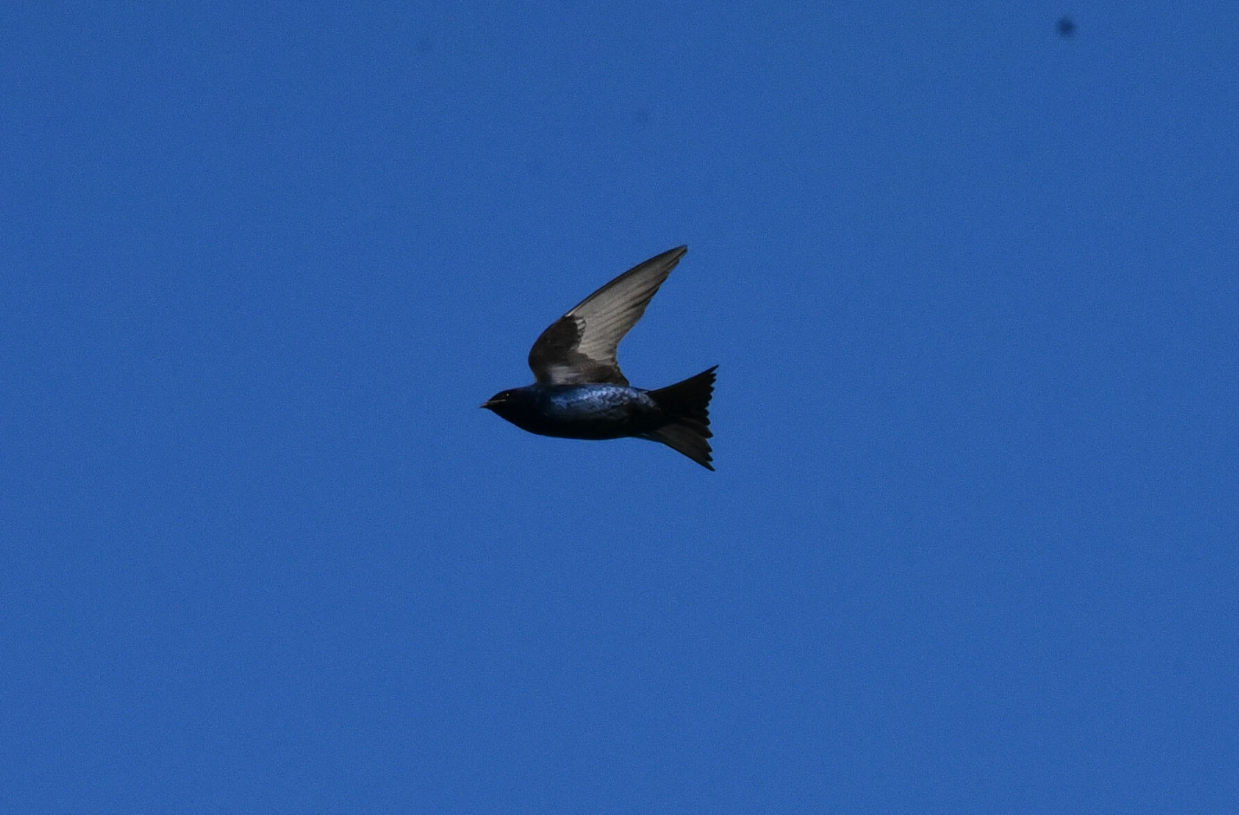Progne subis (Linnaeus, 1758)