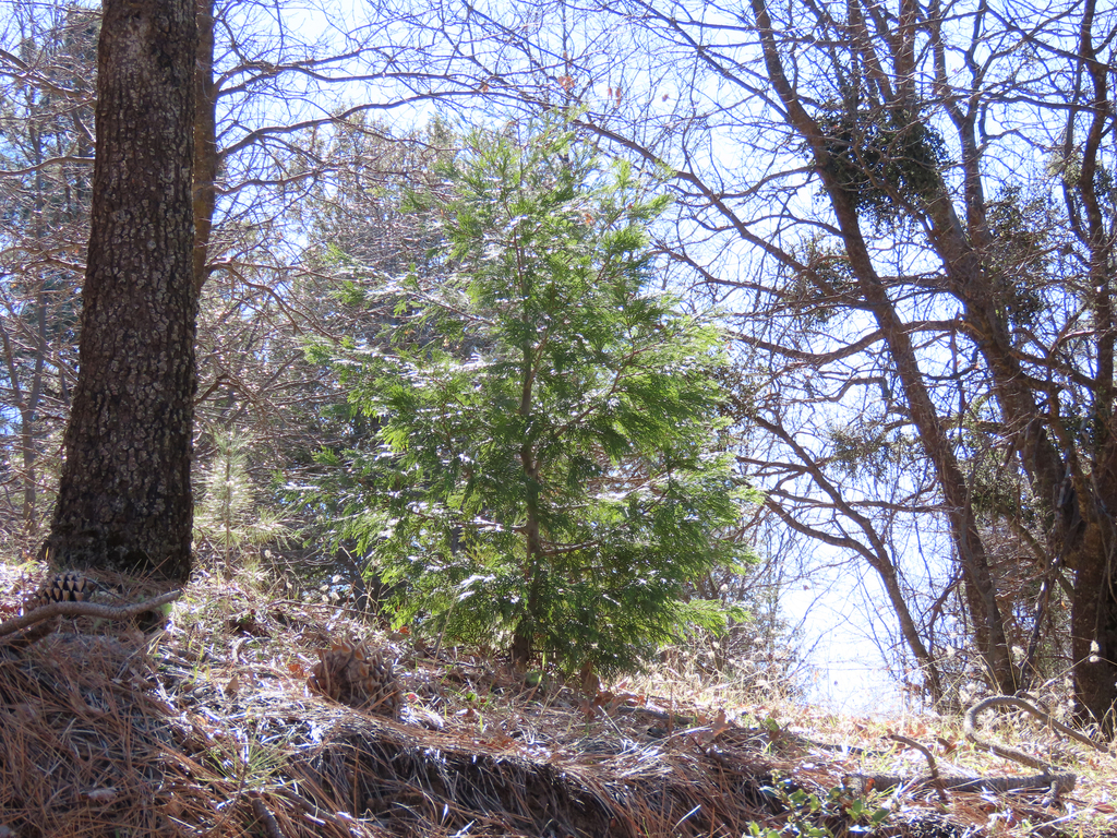 California incense-cedar from San Diego County, CA, USA on January 27 ...