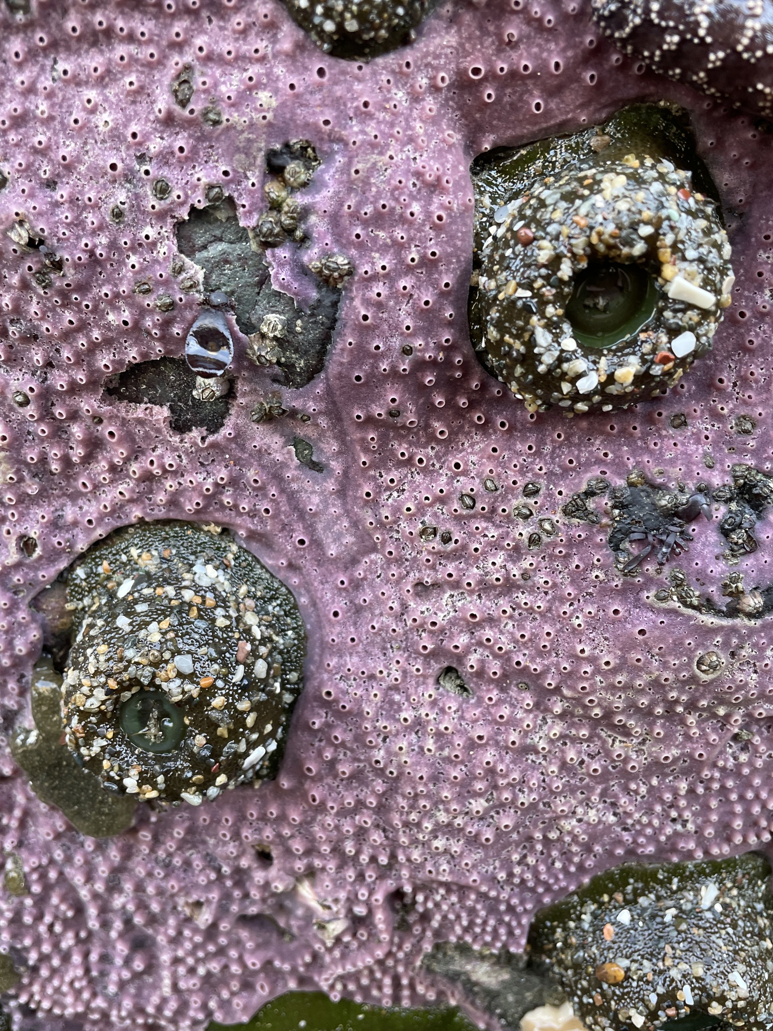 Chalinidae