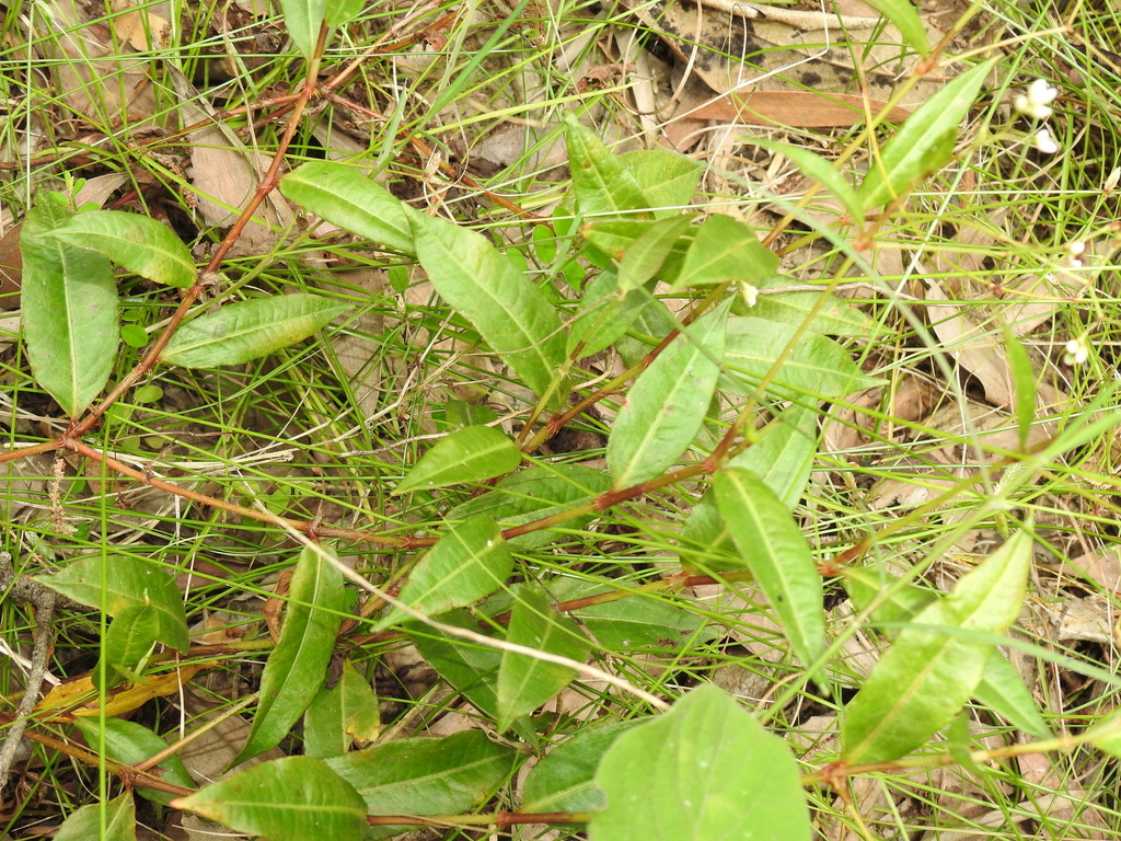 Persicaria dichotoma from Island Plantation QLD 4650, Australia on ...
