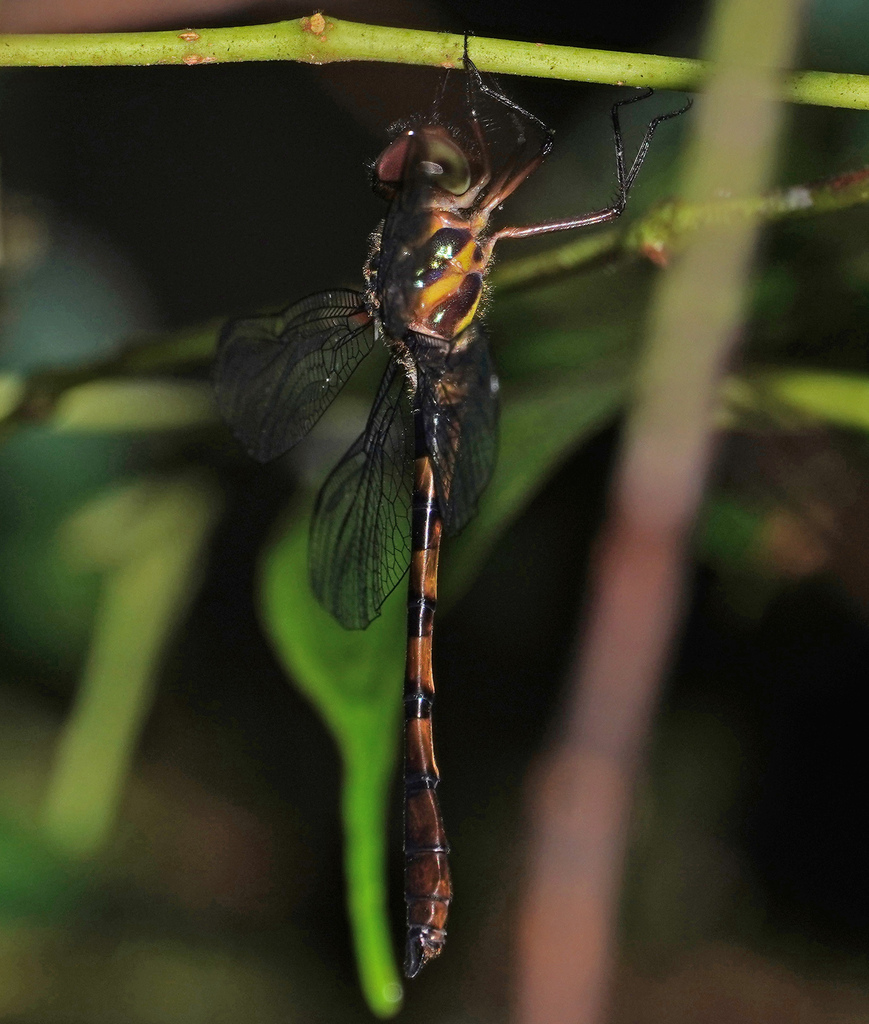 Macromidia fulva from Lahad Datu, Sabah, Malaysia on January 24, 2023 ...