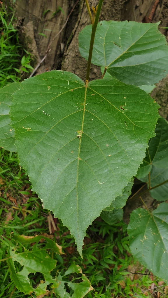 Brown Kurrajong from Bauple Forest QLD 4650, Australia on February 17 ...