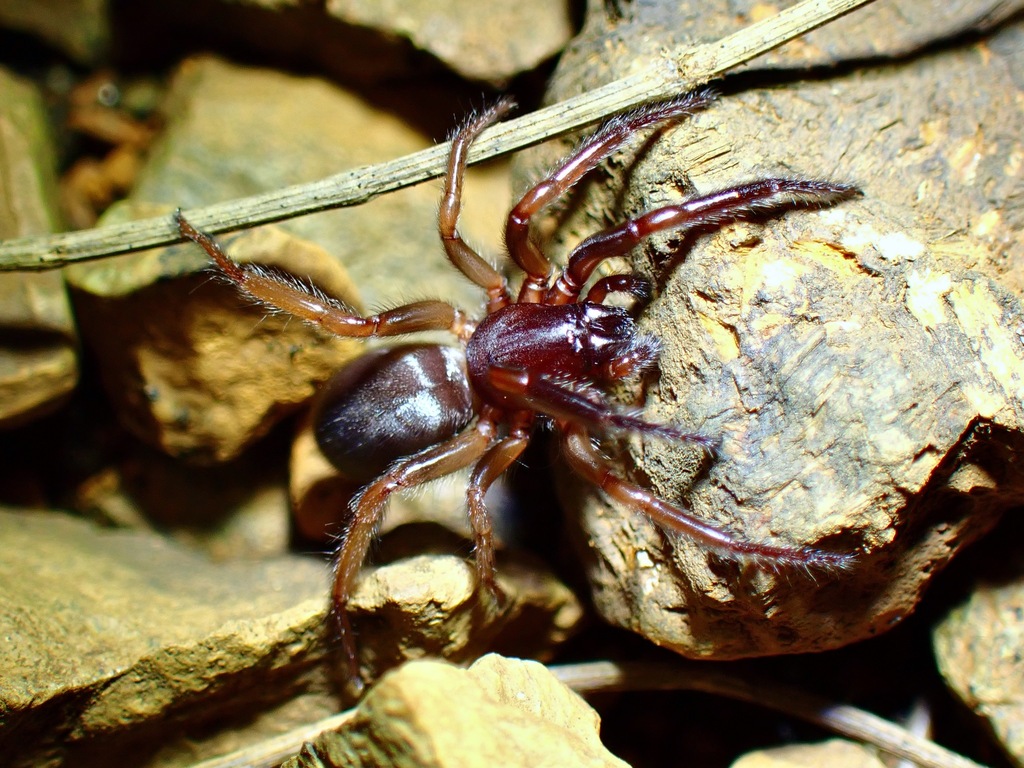 Tube-web Spiders from #3 Palawan, Philippines on February 4, 2023 at 10 ...