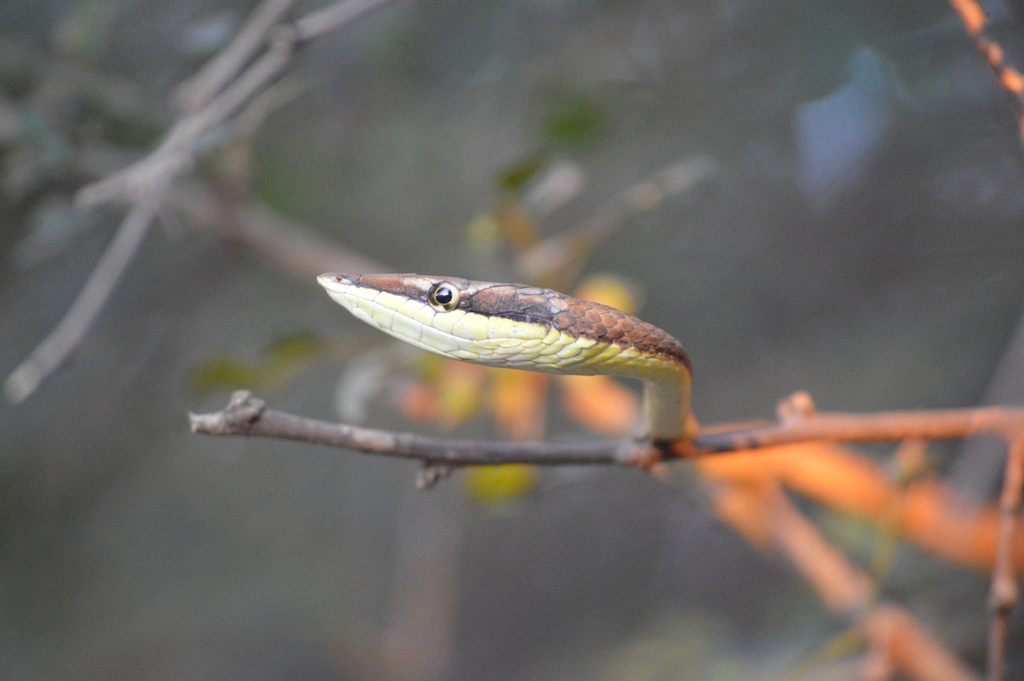 Thornscrub Vine Snake from Villa de Álvarez, Col., México on February ...
