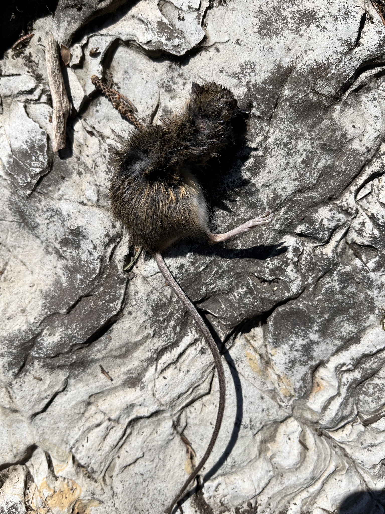 Zapus princeps J.A.Allen, 1893