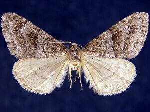 Galenara glaucaria · iNaturalist