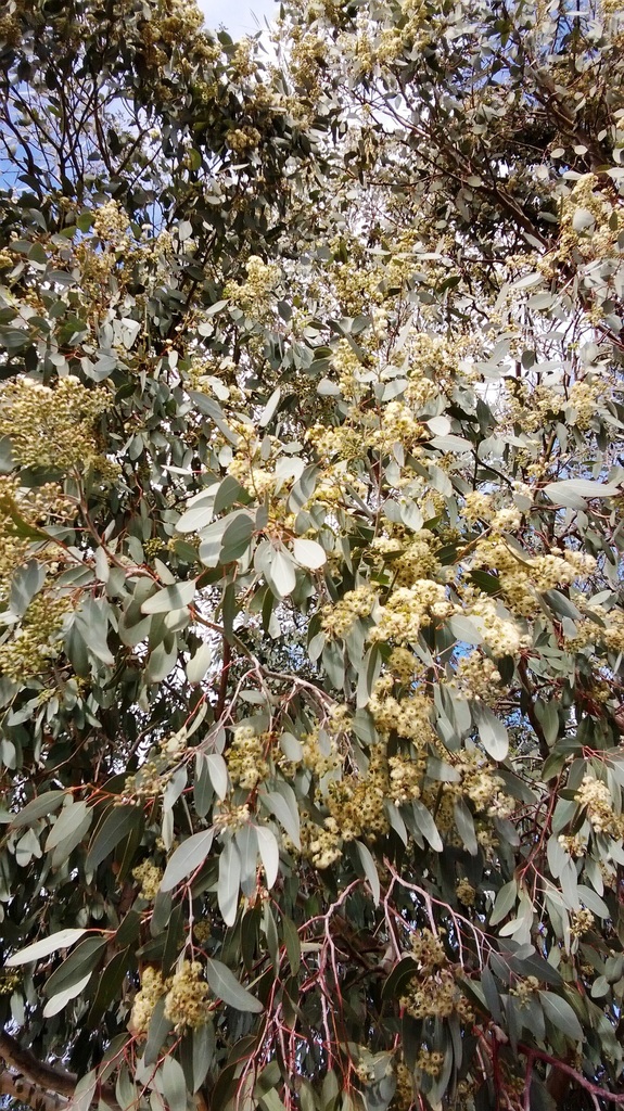Silver Dollar Gum from Gurrs Road Brighton SA, Australia on June 24 ...
