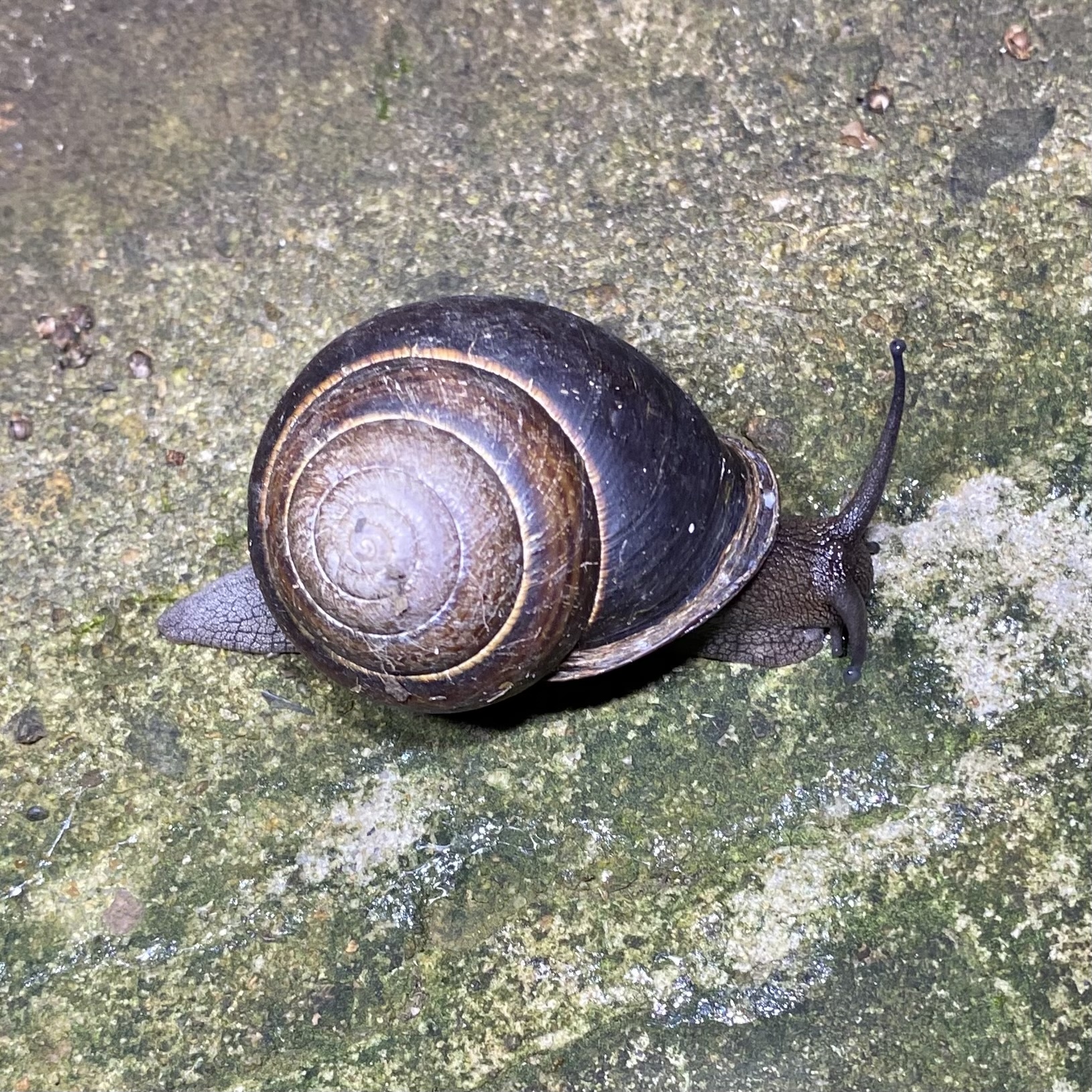 Sphaerospira Mörch, 1867