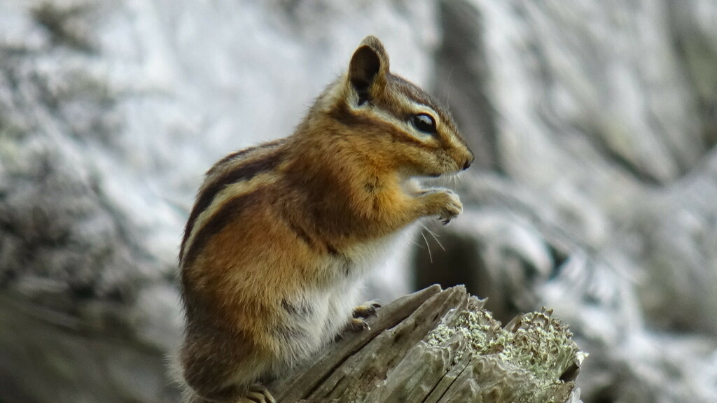 Yellow-pine Chipmunk from Sechelt, BC, Canada on June 12, 2022 at 03:47 ...