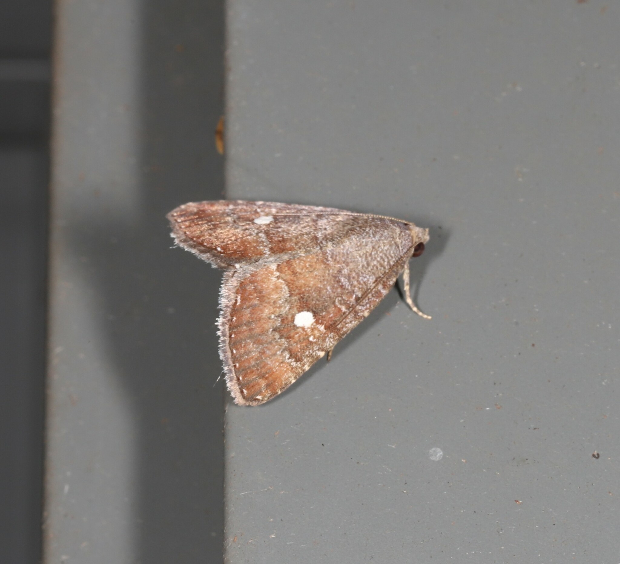 Amyna axis Guenée, 1852