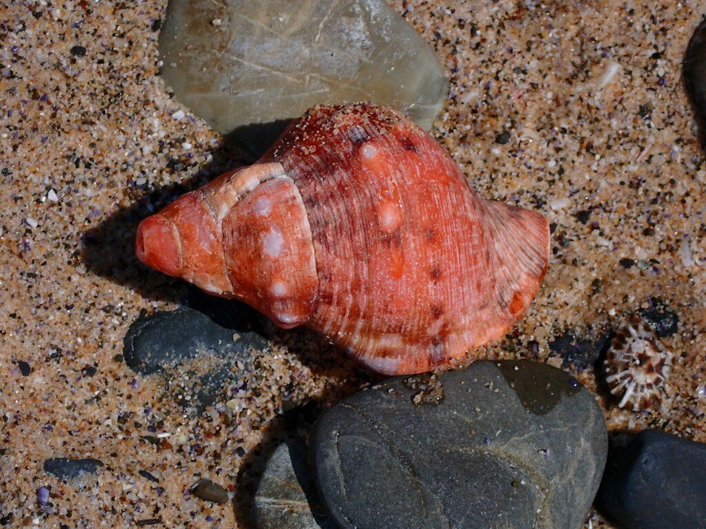 Knobbed Triton Snail from Woolgoolga NSW 2456, Australia on February 18 ...