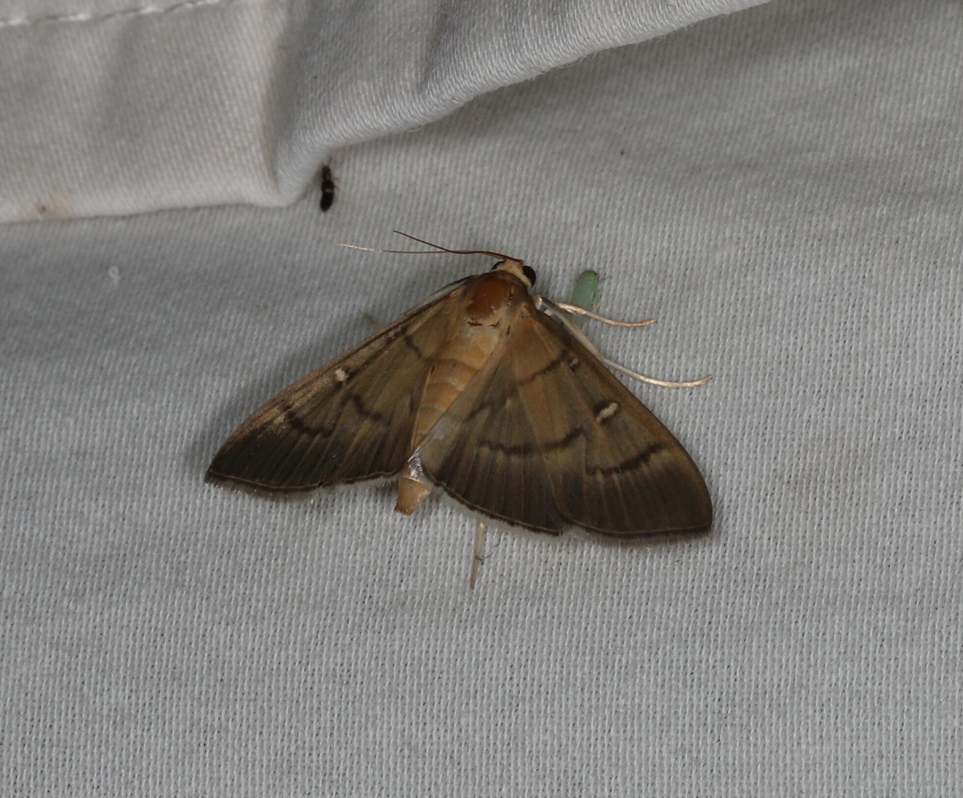 Pramadea Moore, 1888